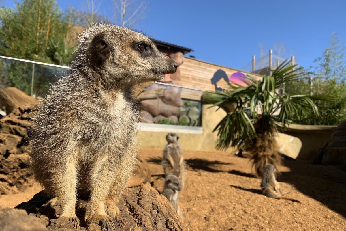 colchester-zoo-partners-with-attractions-io-to-launch-a-new-mobile-app